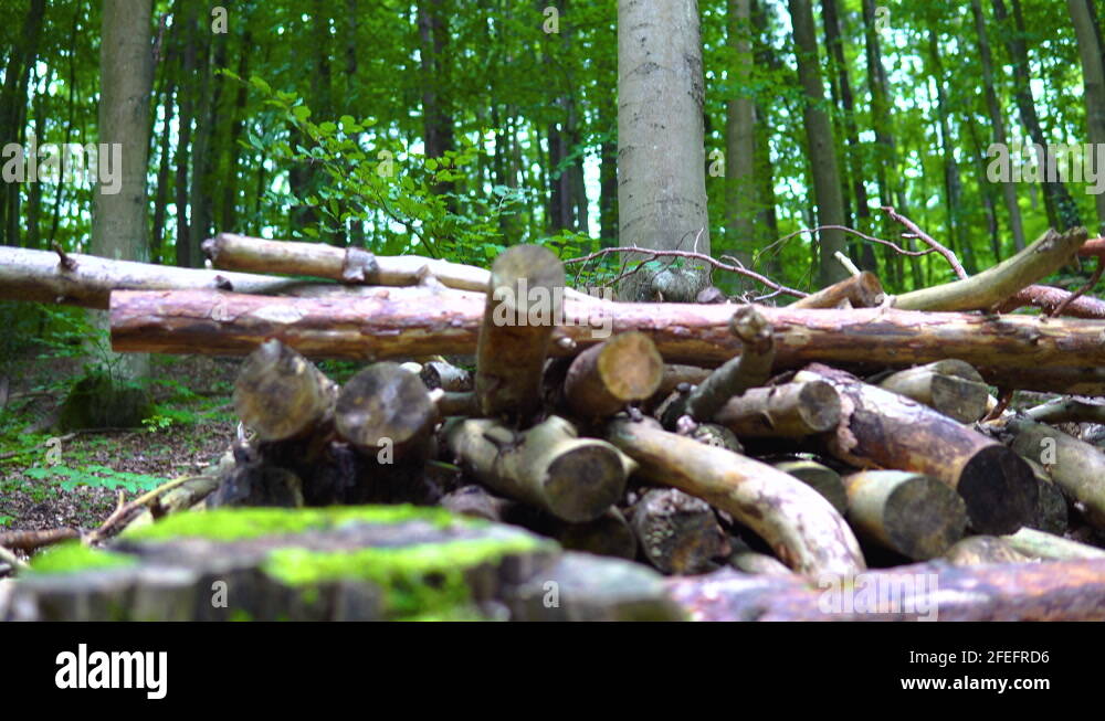 Chopped up trees Stock Videos & Footage - HD and 4K Video Clips - Alamy