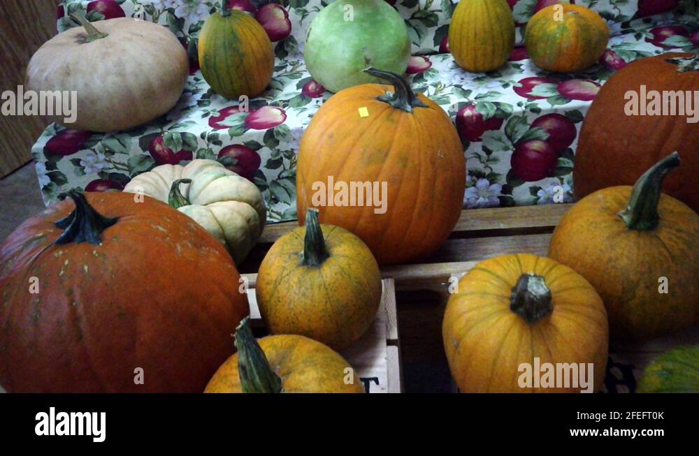 Farm fresh pumpkins Stock Videos & Footage - HD and 4K Video Clips - Alamy