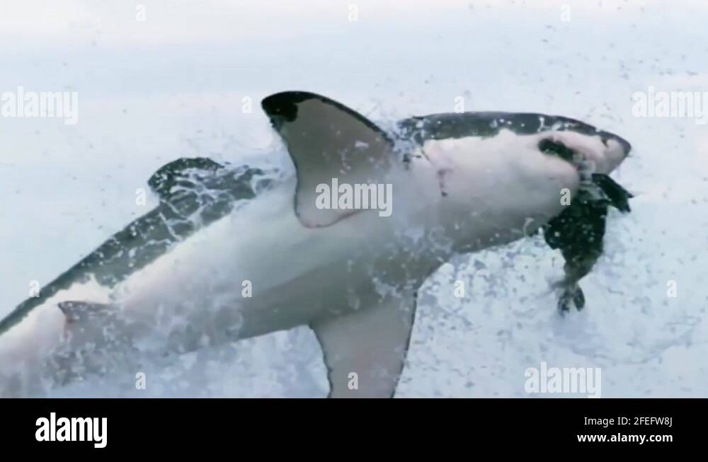 Shark with prey Stock Videos & Footage - HD and 4K Video Clips - Alamy