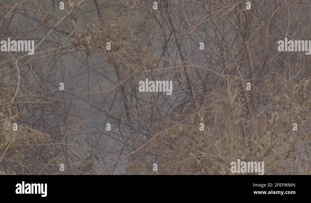 Amazon rainforest burning wildfire in 60 fps slow motion Stock Video ...