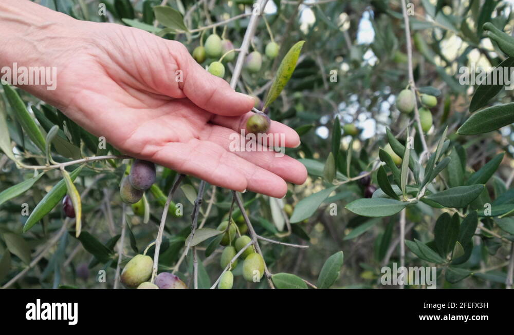 Olive tree branch hand Stock Videos & Footage - HD and 4K Video Clips ...