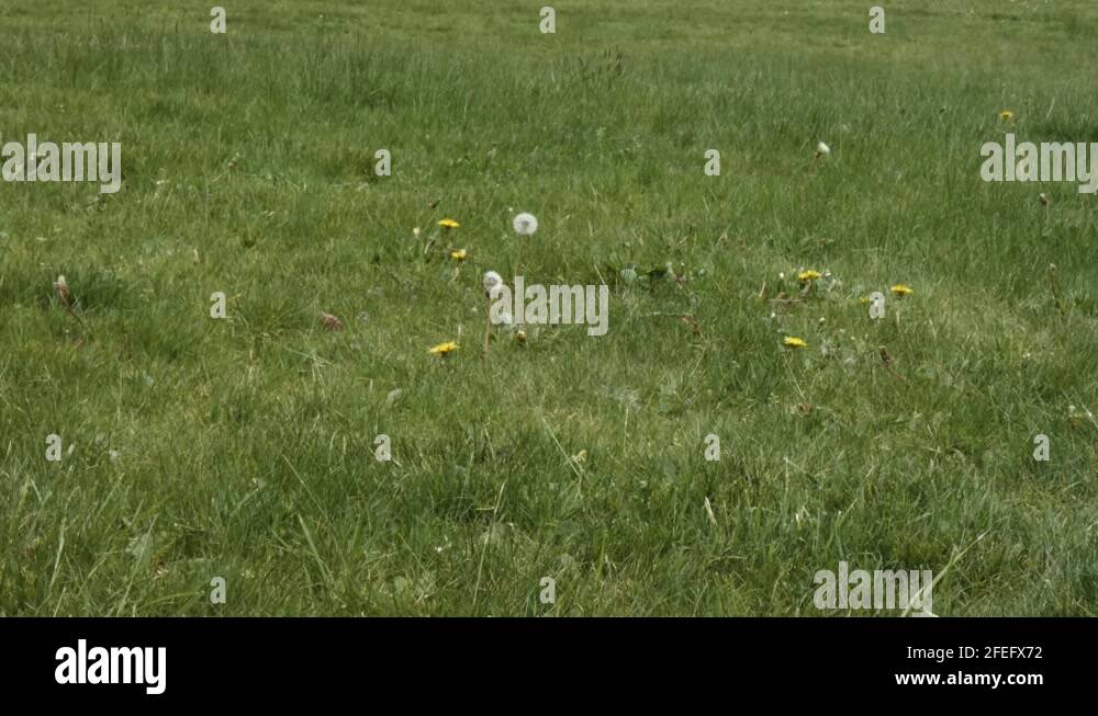 Wildflower turf dandelion Stock Videos & Footage - HD and 4K Video ...