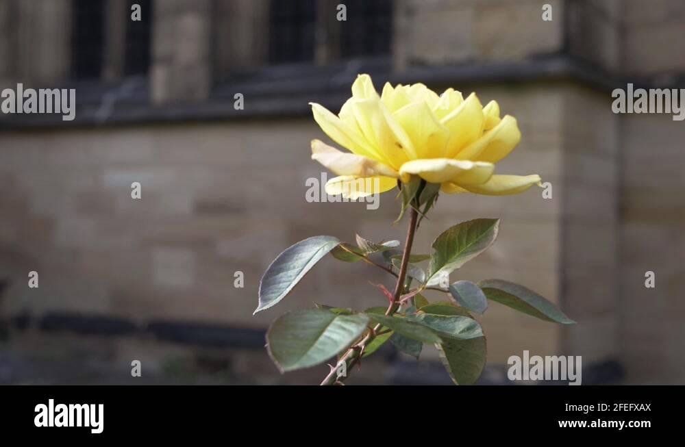 Yellow english rose Stock Videos & Footage - HD and 4K Video Clips - Alamy