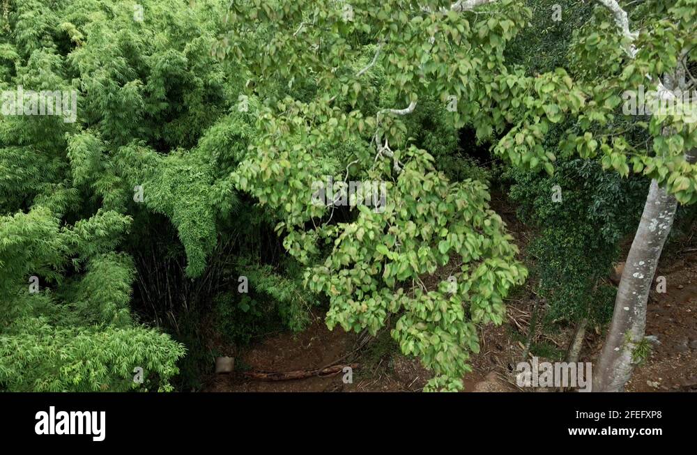 Tall bamboo tree Stock Videos & Footage - HD and 4K Video Clips - Alamy