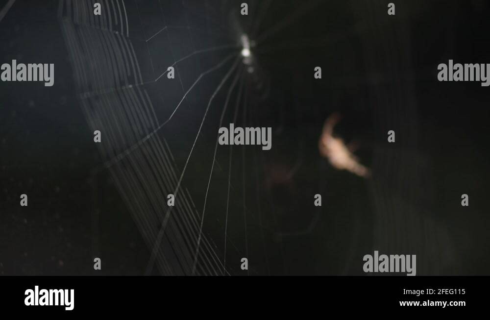 Spider web image Stock Videos & Footage - HD and 4K Video Clips - Alamy