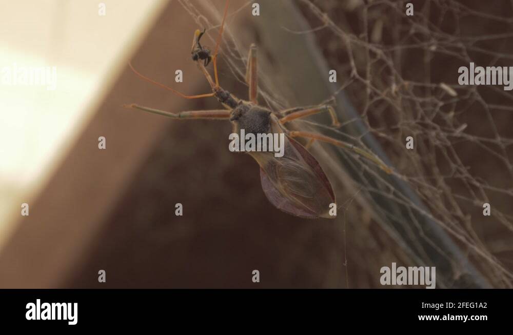 Common Assassin Bug Eating Native Australian Stingless Bee On A Spider ...