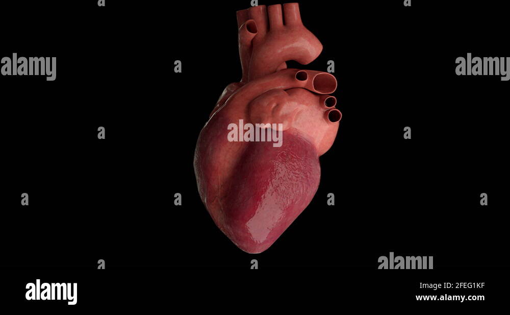 Cardiac endocardium Stock Videos & Footage - HD and 4K Video Clips - Alamy