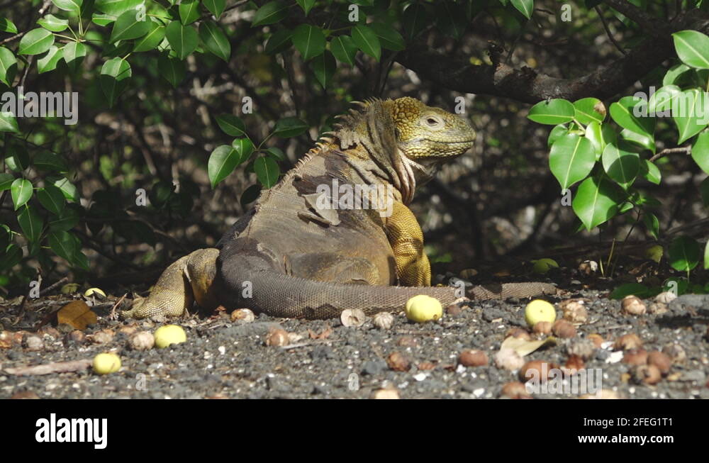 Poison apple tree Stock Videos & Footage - HD and 4K Video Clips - Alamy