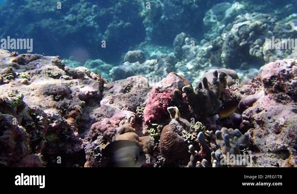 Cute reef fish Stock Videos & Footage - HD and 4K Video Clips - Alamy