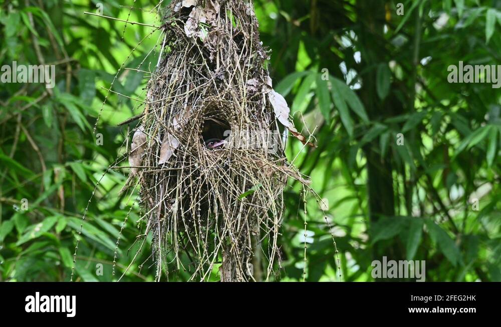 Corydon Stock Videos & Footage - HD and 4K Video Clips - Alamy