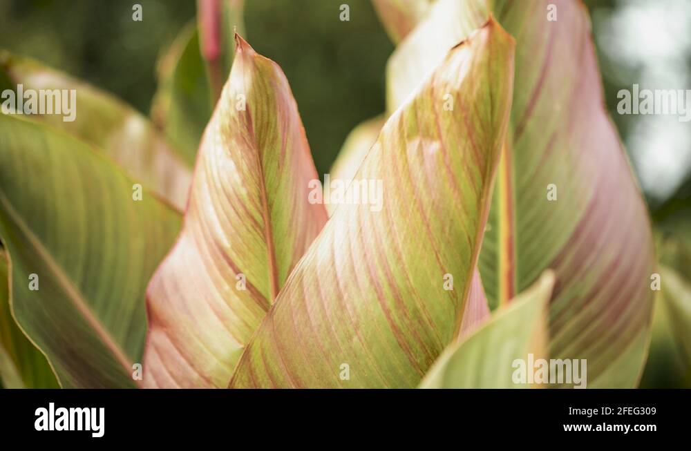 Red leaves banana plant Stock Videos & Footage - HD and 4K Video Clips ...