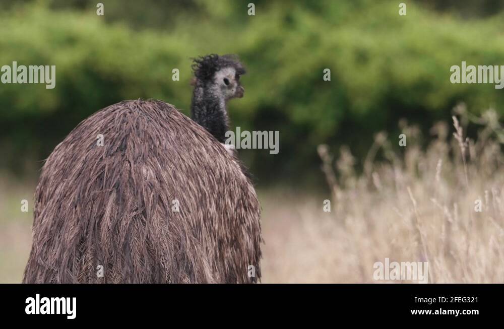 Flightless australian birds Stock Videos & Footage - HD and 4K Video ...