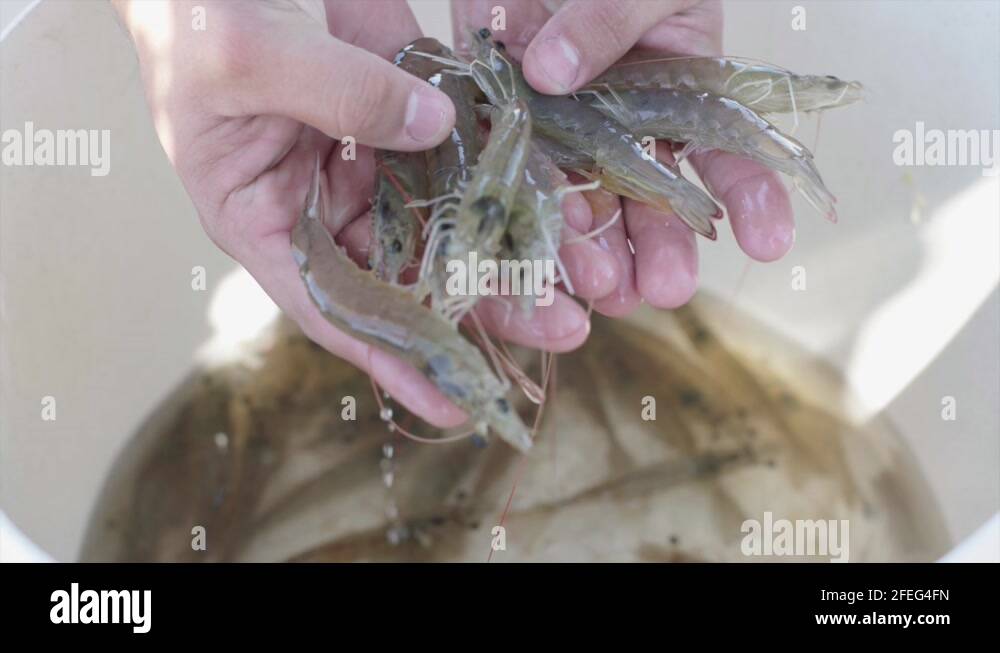Grab a bucket Stock Videos & Footage - HD and 4K Video Clips - Alamy