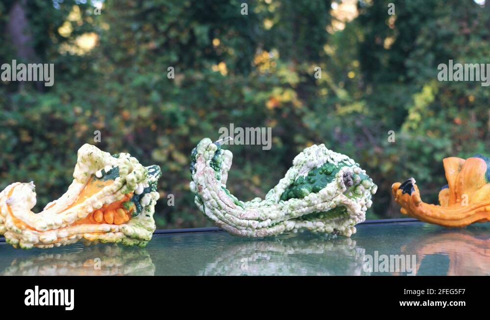 Mini gourds Stock Videos & Footage - HD and 4K Video Clips - Alamy