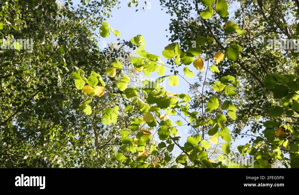 Deciduous leaves Stock Videos & Footage - HD and 4K Video Clips - Alamy