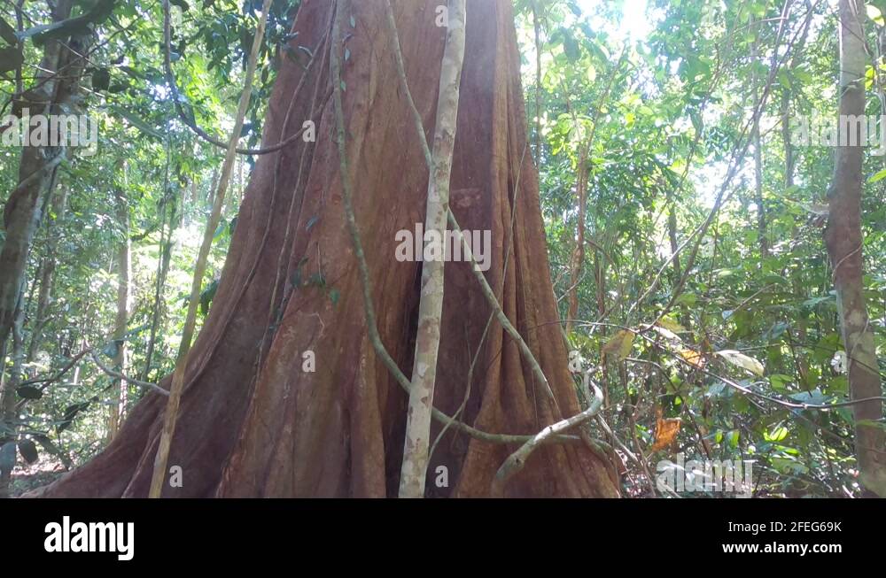 very big tree in the deep jungle of asia.nice sun flares Stock Video ...