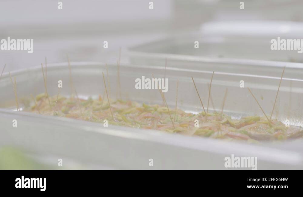 A tray of snacks with grabbing sticks is part of a buffet of a ...