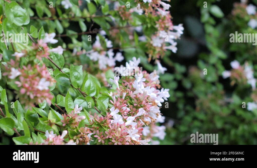 Flushed pink Stock Videos & Footage - HD and 4K Video Clips - Alamy