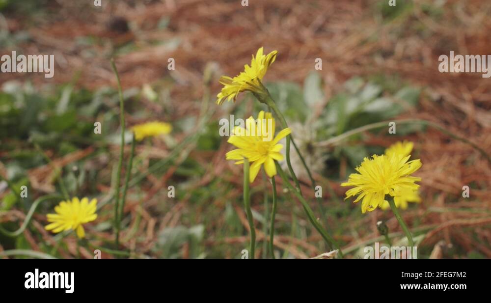 Swinging flowers in the wind Stock Videos & Footage - HD and 4K Video ...