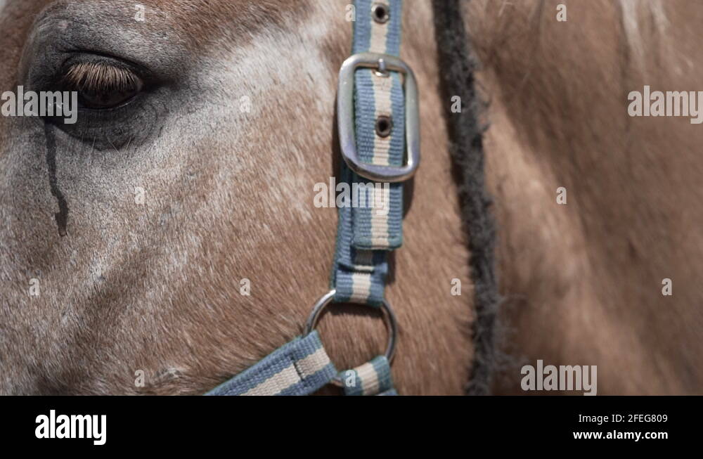 Crying Horse - Brown Horse With A Tear In Its Eye. - close up shot ...
