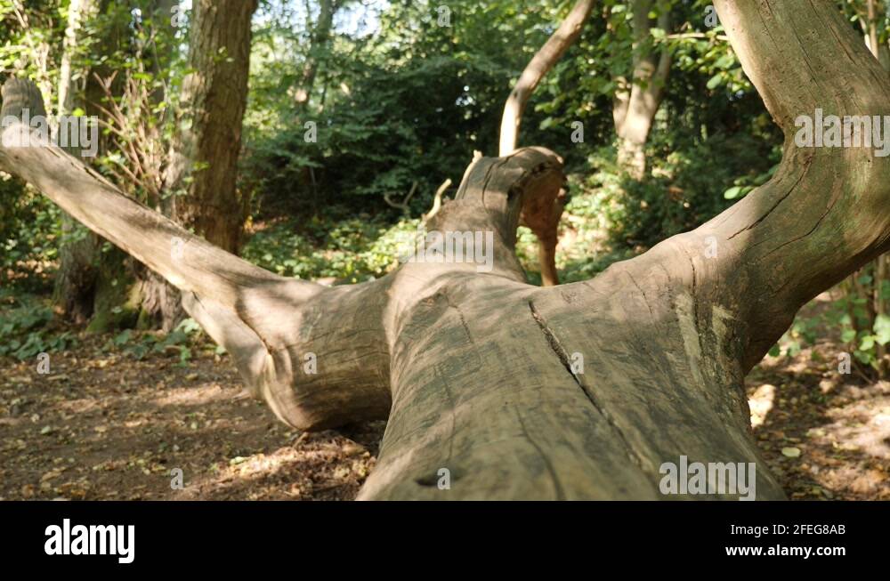 Worn tree trunk Stock Videos & Footage - HD and 4K Video Clips - Alamy