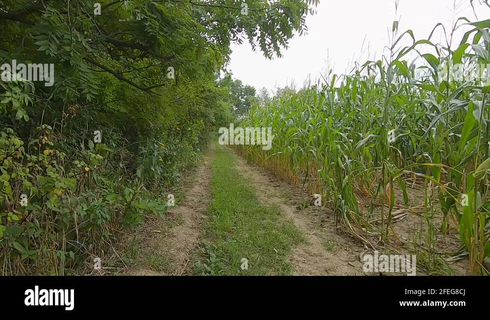 Corn field weed Stock Videos & Footage - HD and 4K Video Clips - Alamy