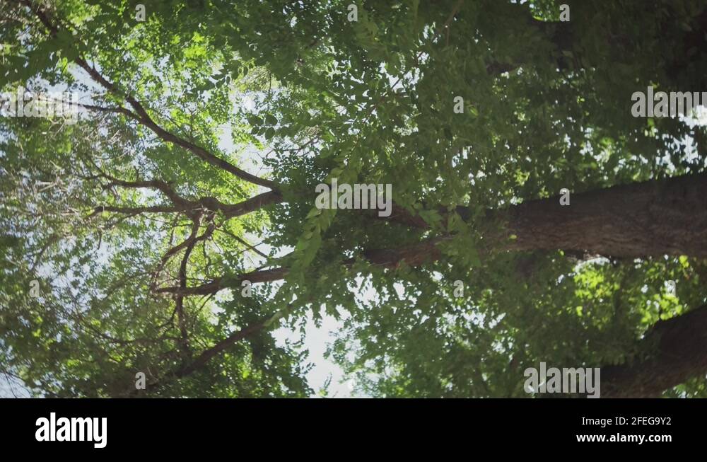 Tall elm tree Stock Videos & Footage - HD and 4K Video Clips - Alamy