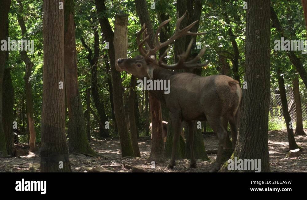 Stag horn oak tree Stock Videos & Footage - HD and 4K Video Clips - Alamy