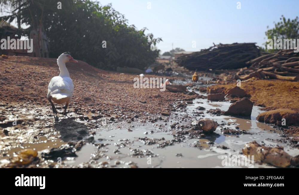 Plastic waste and animals Stock Videos & Footage - HD and 4K Video ...