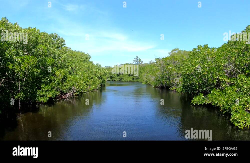 Awesome View Pov 4K, Of Cruising On Mangrove Forest . Floating Through ...