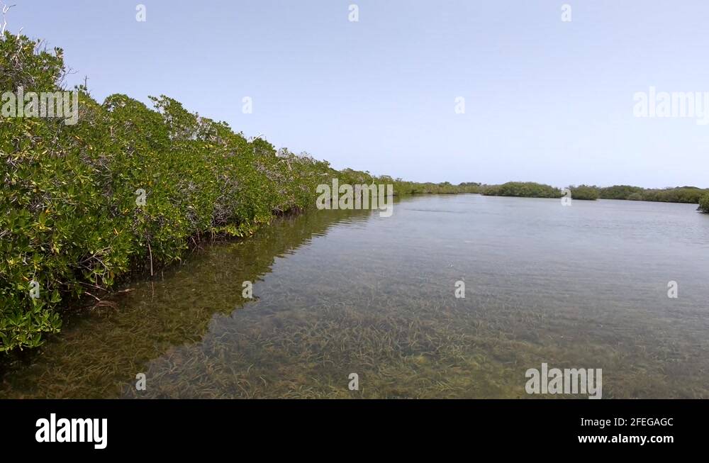 Awesome View Pov 4K, Of Mangrove Forest From Below, Moving Forward ...