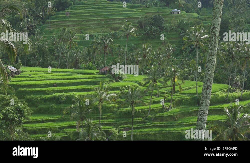 House in a rice paddy, asian lush forest jungle rice paddy Stock Video ...