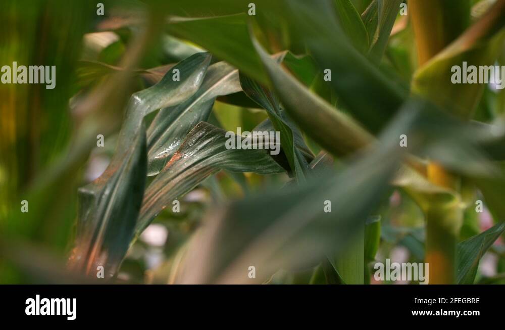 Zoomed dew Stock Videos & Footage - HD and 4K Video Clips - Alamy