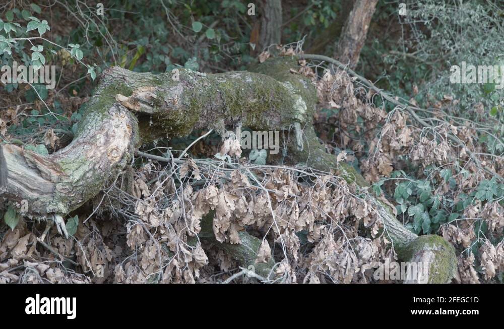 Quercus cortex Stock Videos & Footage - HD and 4K Video Clips - Alamy