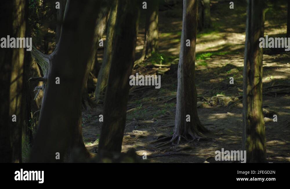 Cedar trees and shadows Stock Videos & Footage - HD and 4K Video Clips ...