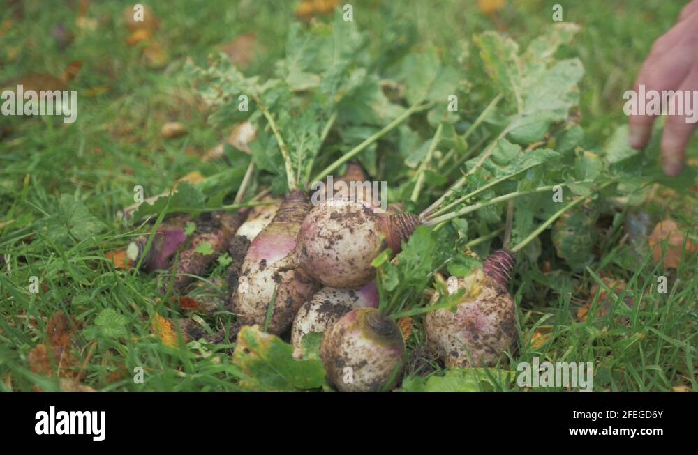 Turnip turnips pile Stock Videos & Footage - HD and 4K Video Clips - Alamy