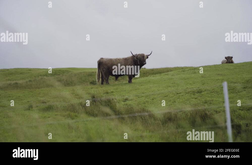 Wild cattle species Stock Videos & Footage - HD and 4K Video Clips - Alamy