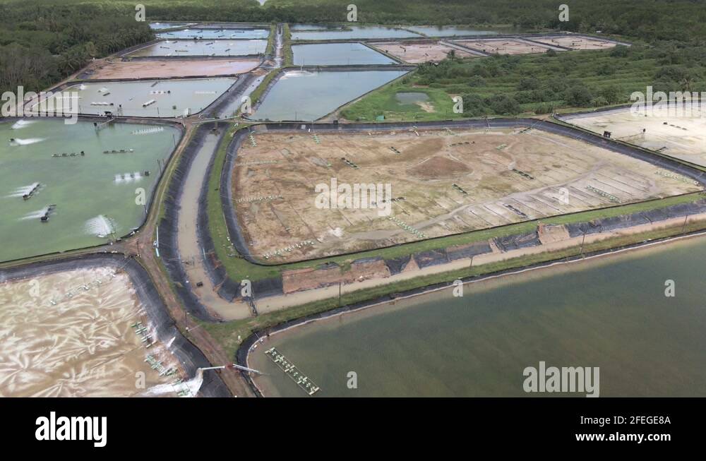 Shrimp farm asia Stock Videos & Footage - HD and 4K Video Clips - Alamy