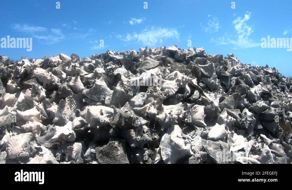 Seashell skeleton Stock Videos & Footage - HD and 4K Video Clips - Alamy