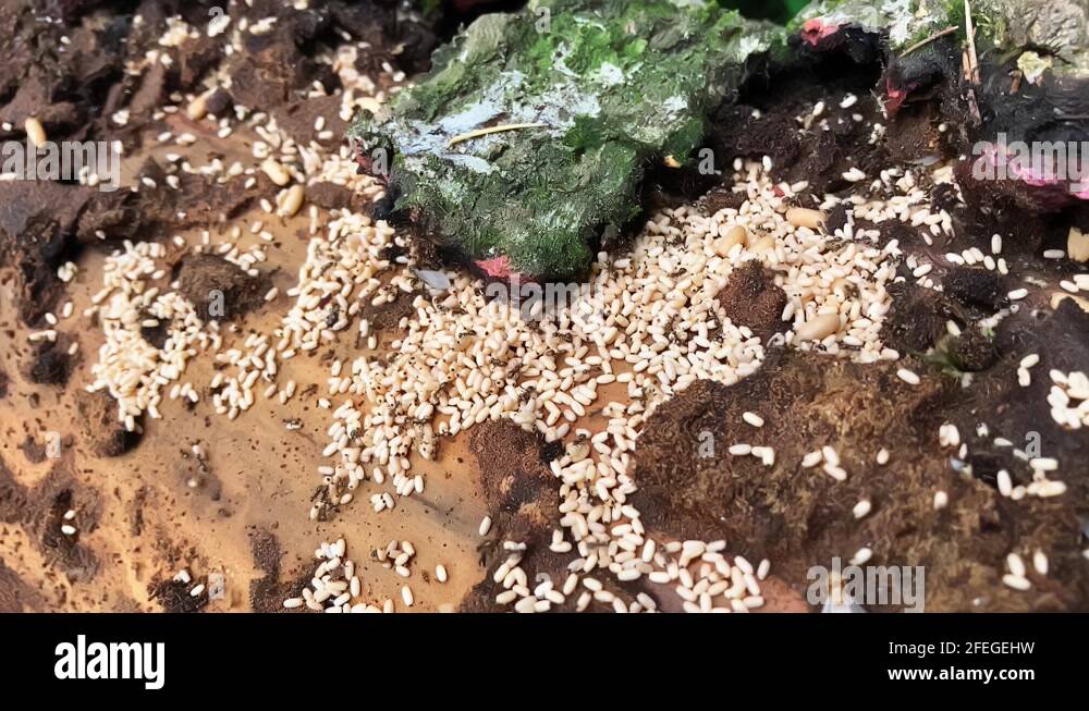Underground larvae Stock Videos & Footage - HD and 4K Video Clips - Alamy