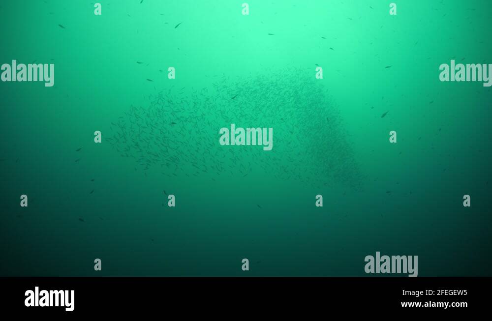 Herring school Stock Videos & Footage - HD and 4K Video Clips - Alamy