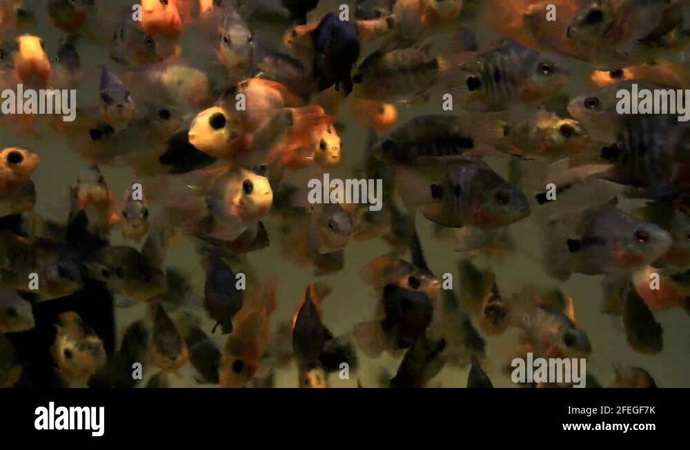 Juvenile African Cichlids suffering in a crowded fish tank at Chatuchak ...