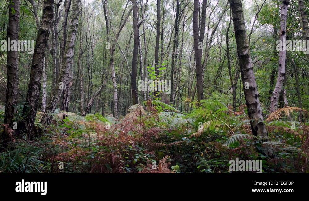 Dull colours Stock Videos & Footage - HD and 4K Video Clips - Alamy Dull colours Stock Videos & Footage - HD and 4K Video Clips - Alamy
