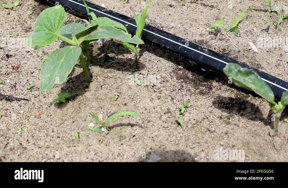 Irrigation drip system africa Stock Videos & Footage - HD and 4K Video ...