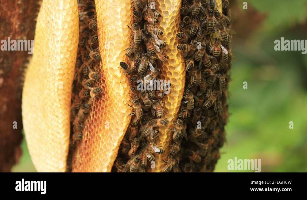 Colony honey bees apis mellifera Stock Videos & Footage - HD and 4K ...