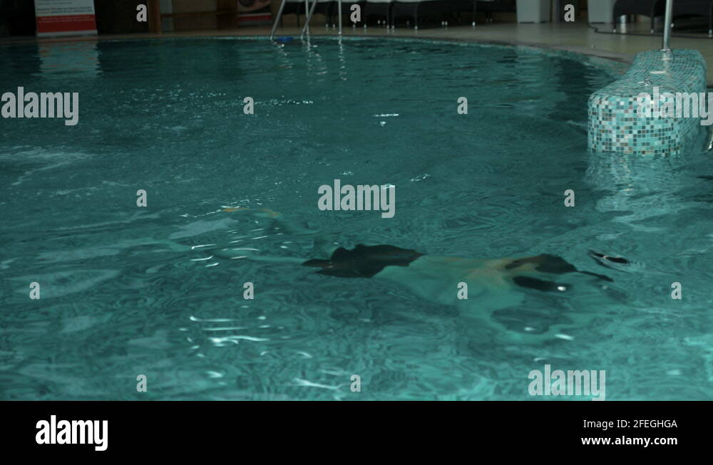 Man body underwater pool Stock Videos & Footage - HD and 4K Video Clips ...