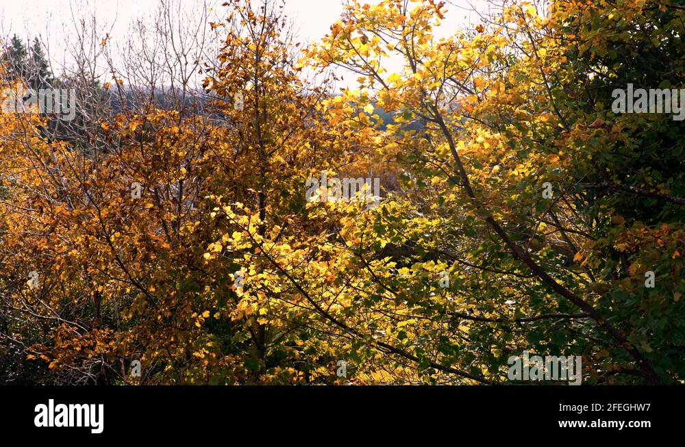 Crisp scenery Stock Videos & Footage - HD and 4K Video Clips - Alamy