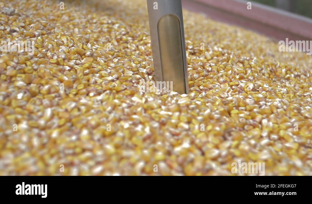 Farmer with grain corn Stock Videos & Footage - HD and 4K Video Clips ...