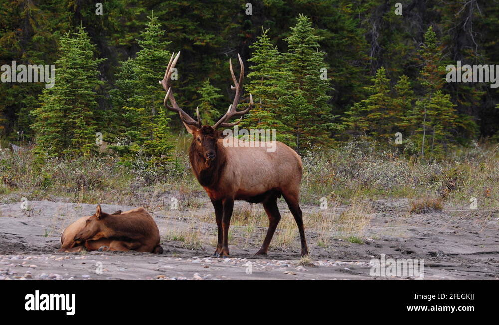 Elk in jasper national park Stock Videos & Footage - HD and 4K Video ...