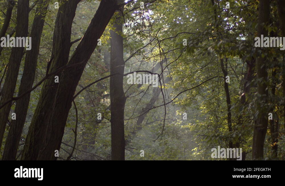 Beech oak trees Stock Videos & Footage - HD and 4K Video Clips - Alamy